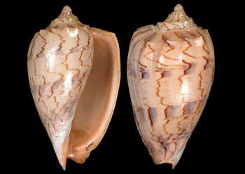 涡螺总科 Volutacea 蓝色动物学（中国动物学科普）